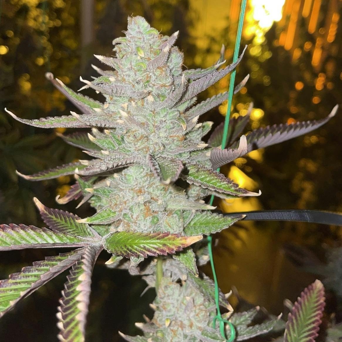 Cosmic Cough | Strainiverse Seeds Explore a Universe of Premium ...